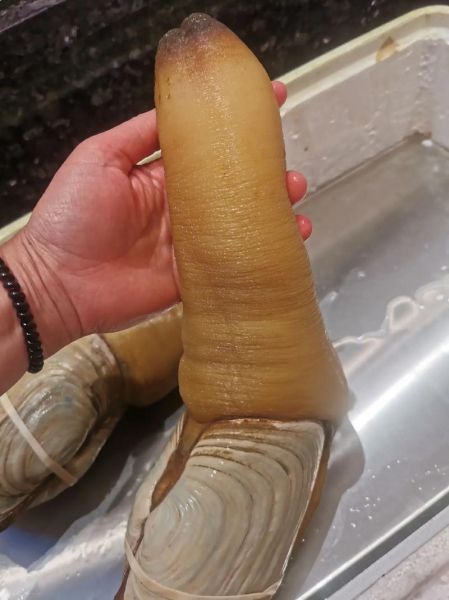 象拔蚌怎么做好吃_象拔蚌价格多少钱一斤-第1张图片-山城妙识