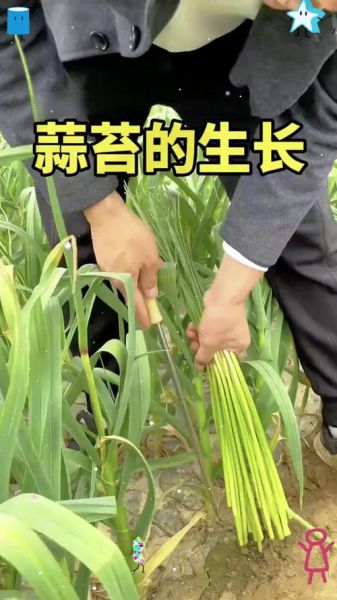 蒜苔是怎么长出来的_蒜苔生长过程-第2张图片-山城妙识
