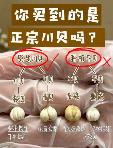 川贝副作用有哪些_川贝禁忌人群-第1张图片-山城妙识