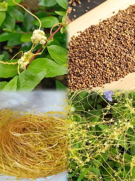 菟丝子副作用有哪些_菟丝子毒性大吗-第1张图片-山城妙识