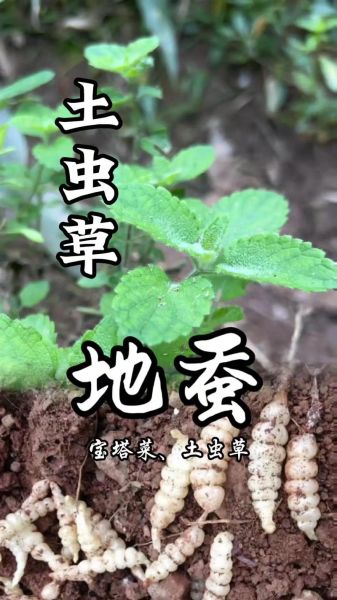 地蚕图片_地蚕长什么样-第2张图片-山城妙识