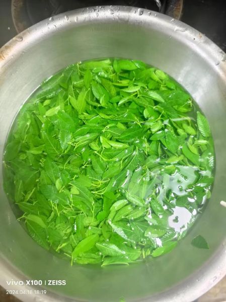 榆树叶的功效与作用_榆树叶怎么吃-第3张图片-山城妙识