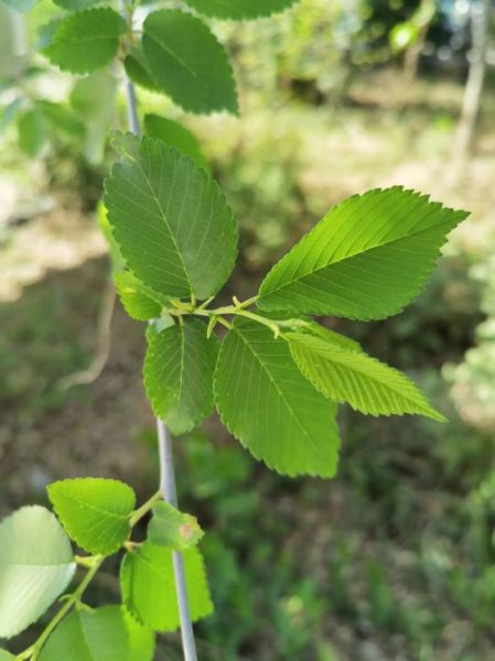 榆树叶的功效与作用_榆树叶怎么吃-第2张图片-山城妙识