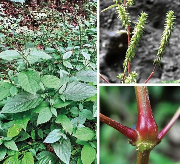 牛膝长什么样_牛膝图片如何辨别真假-第3张图片-山城妙识