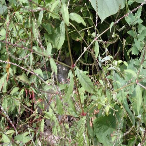 牛膝长什么样_牛膝图片如何辨别真假-第1张图片-山城妙识