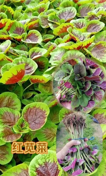 苋菜的功效与作用有哪些_苋菜图片长什么样-第1张图片-山城妙识 苋菜的功效与作用有哪些_苋菜图片长什么样-第1张图片-山城妙识