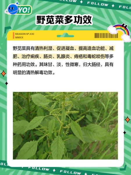 苋菜的功效与作用有哪些_苋菜图片长什么样-第2张图片-山城妙识 苋菜的功效与作用有哪些_苋菜图片长什么样-第2张图片-山城妙识