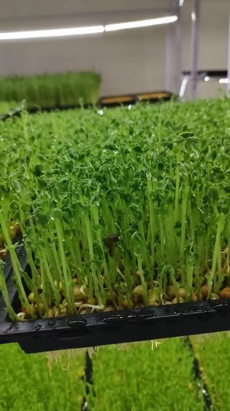 豌豆苗长什么样子_豌豆苗和豌豆尖的区别-第1张图片-山城妙识