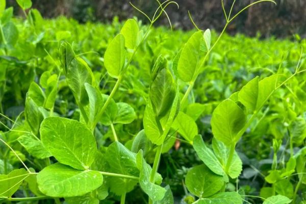 豌豆苗长什么样子_豌豆苗和豌豆尖的区别-第2张图片-山城妙识
