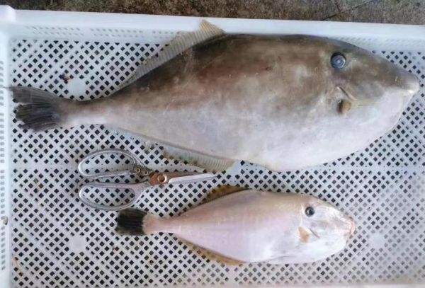 剥皮鱼长什么样_剥皮鱼怎么做好吃-第3张图片-山城妙识