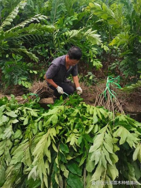 杜仲树有什么药用价值_杜仲树怎么使用效果好-第2张图片-山城妙识