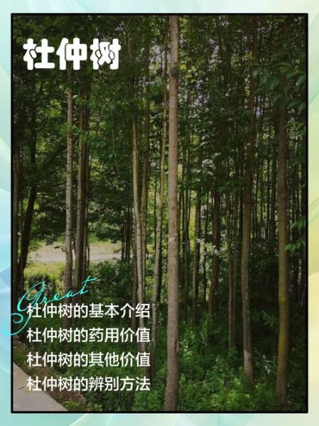 杜仲树有什么药用价值_杜仲树怎么使用效果好-第1张图片-山城妙识