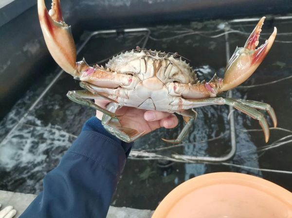 三疣梭子蟹怎么挑选_三疣梭子蟹多少钱一斤-第1张图片-山城妙识