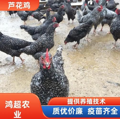 鸡苗价格多少钱一只_鸡苗批发哪里便宜-第3张图片-山城妙识