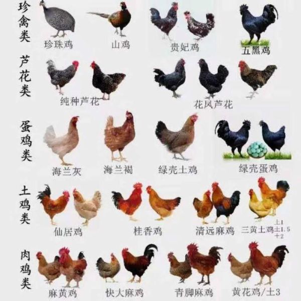 鸡苗价格多少钱一只_鸡苗批发哪里便宜-第1张图片-山城妙识