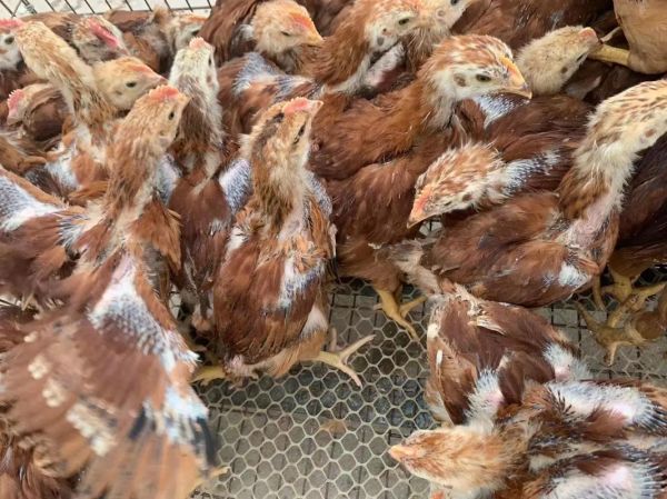 鸡苗价格多少钱一只_鸡苗批发哪里便宜-第2张图片-山城妙识