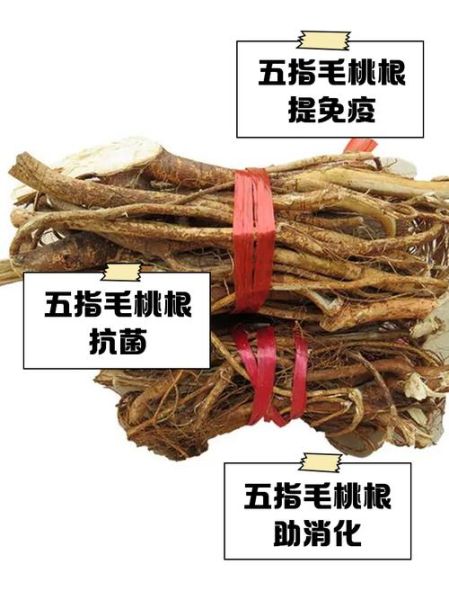 五指毛桃根泡酒壮阳多久见效_五指毛桃根壮阳泡酒配方-第2张图片-山城妙识