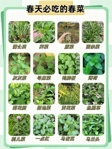 野菜图片大全及名字图库_野菜有哪些功效与作用-第2张图片-山城妙识