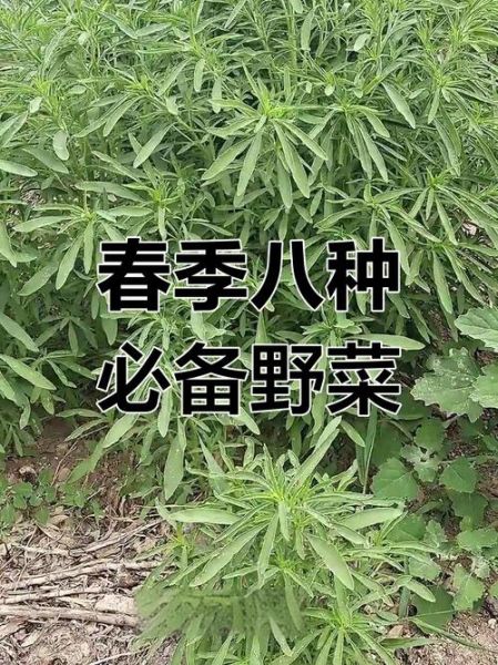 野菜图片大全及名字图库_野菜有哪些功效与作用-第3张图片-山城妙识