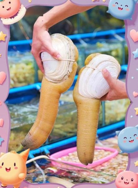 象拔蚌营养价值_象拔蚌功效与作用-第3张图片-山城妙识