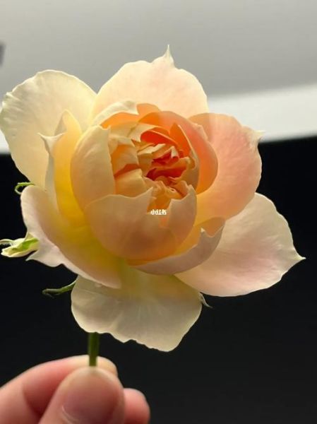 南瓜灯笼月季优缺点_适合盆栽吗-第1张图片-山城妙识