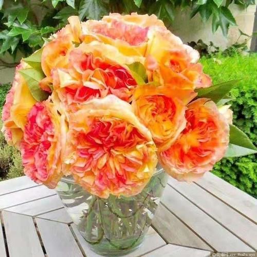 南瓜灯笼月季优缺点_适合盆栽吗-第3张图片-山城妙识