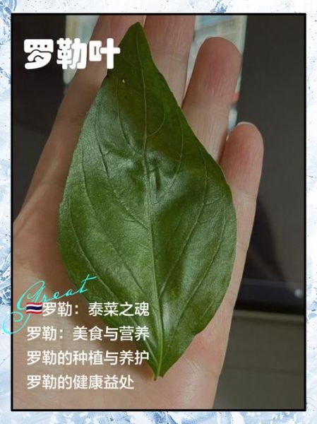 罗勒叶长什么样_罗勒叶的功效与作用-第3张图片-山城妙识