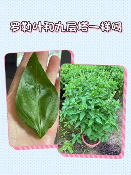 罗勒叶长什么样_罗勒叶的功效与作用-第2张图片-山城妙识