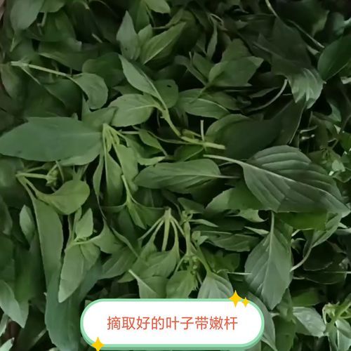 罗勒叶长什么样_罗勒叶的功效与作用-第1张图片-山城妙识