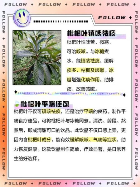 枇杷叶冰糖煮水的功效_枇杷叶冰糖水能止咳吗-第1张图片-山城妙识