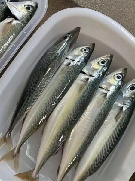 鲐鱼图片_如何挑选新鲜鲐鱼-第2张图片-山城妙识