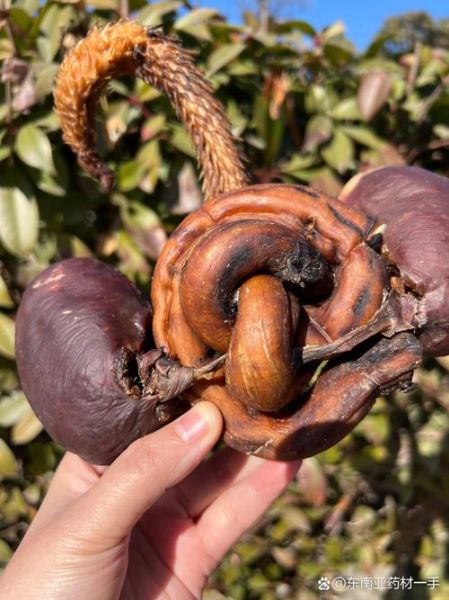 虎鞭图片真假辨别_虎鞭价格多少钱一克-第3张图片-山城妙识