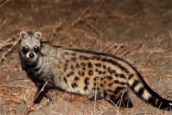 麝香猫多少钱一只_合法购买渠道有哪些-第2张图片-山城妙识