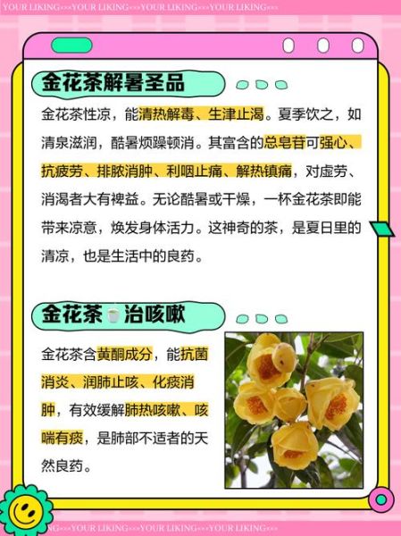 金花茶有什么功效_金花茶的功效与作用-第1张图片-山城妙识 金花茶有什么功效_金花茶的功效与作用-第1张图片-山城妙识