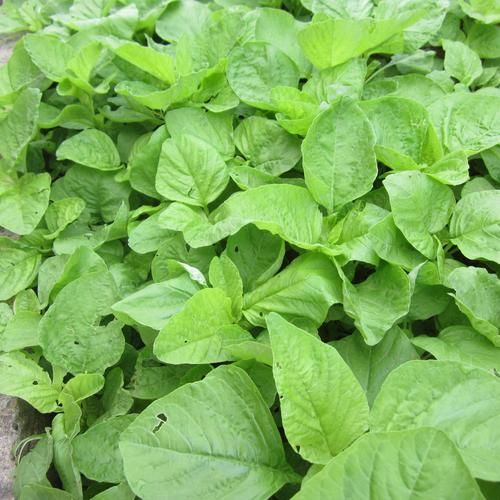 野生苋菜图片高清_野生苋菜长什么样-第1张图片-山城妙识