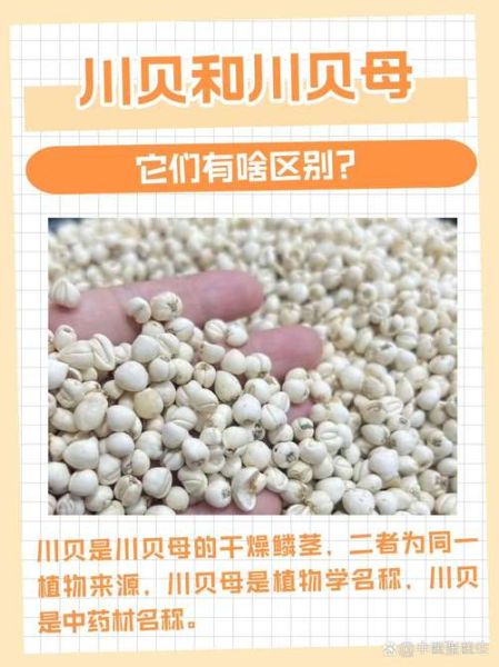 贝母怎么吃止咳效果好_川贝母和浙贝母区别-第3张图片-山城妙识