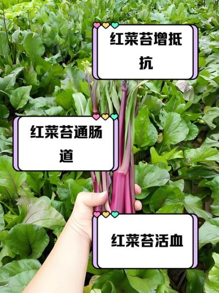 红菜苔怎么炒好吃_红菜苔的营养价值-第1张图片-山城妙识