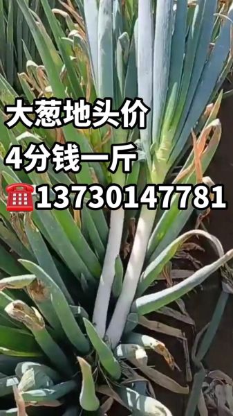 大葱批发价多少钱一斤_2024年大葱价格走势预测-第1张图片-山城妙识