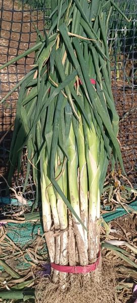 大葱批发价多少钱一斤_2024年大葱价格走势预测-第2张图片-山城妙识