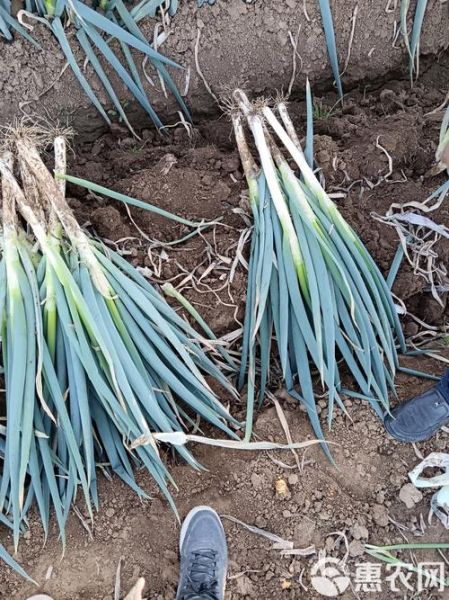 大葱批发价多少钱一斤_2024年大葱价格走势预测-第3张图片-山城妙识