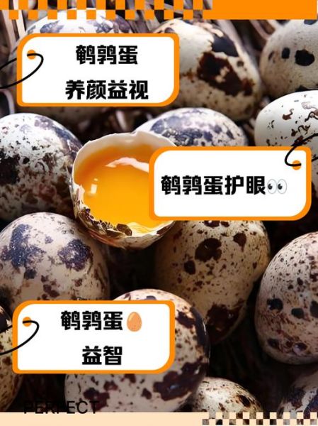 鹌鹑一天下几个蛋_如何提高产蛋率-第2张图片-山城妙识