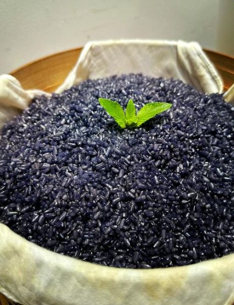 乌米饭哪些人不宜吃_孕妇能吃吗-第1张图片-山城妙识