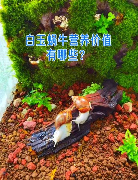 白玉蜗牛养殖回收靠谱吗_如何识别骗局-第1张图片-山城妙识