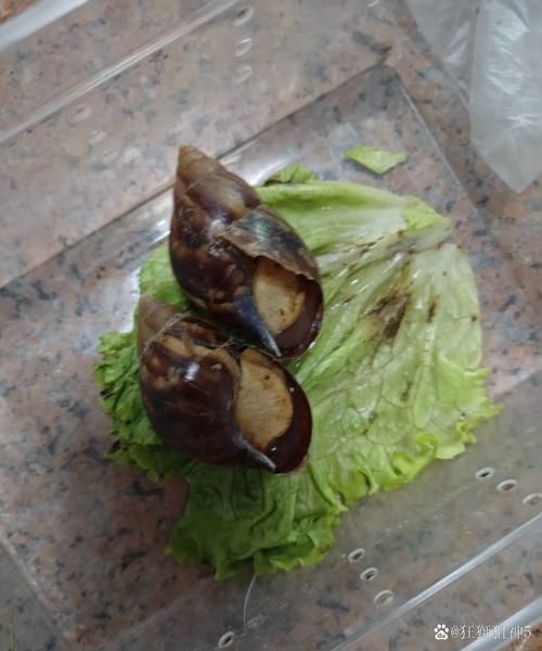 白玉蜗牛养殖回收靠谱吗_如何识别骗局-第3张图片-山城妙识