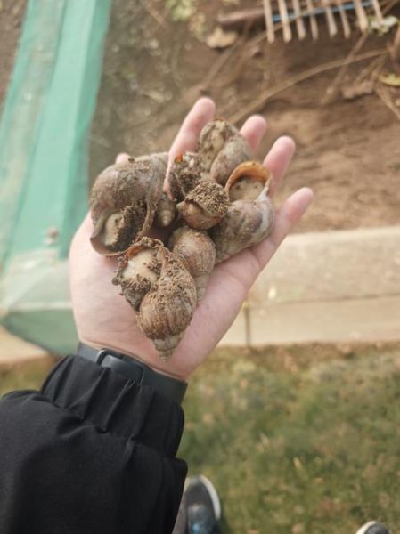 白玉蜗牛养殖回收靠谱吗_如何识别骗局-第2张图片-山城妙识