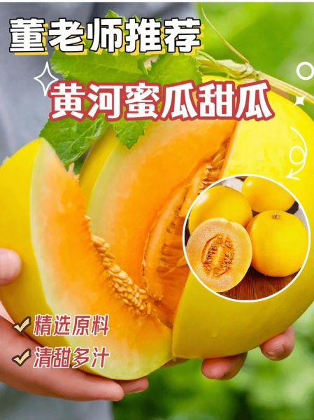 黄河蜜瓜的功效与作用_孕妇能吃吗-第2张图片-山城妙识