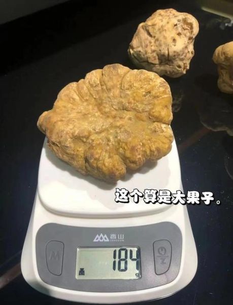 大s吃的白松露是什么_白松露价格为什么这么贵-第1张图片-山城妙识
