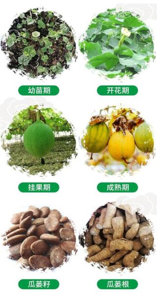 瓜蒌根的功效与作用_瓜蒌根怎么吃效果最好-第1张图片-山城妙识