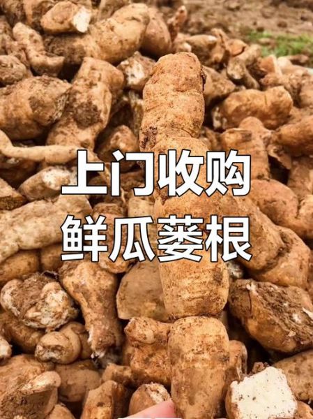 瓜蒌根的功效与作用_瓜蒌根怎么吃效果最好-第2张图片-山城妙识
