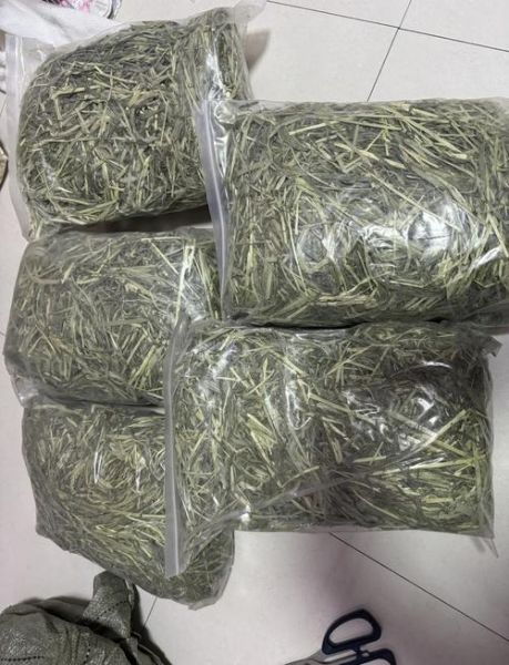 提摩西草图片_如何辨别真假提摩西草-第3张图片-山城妙识